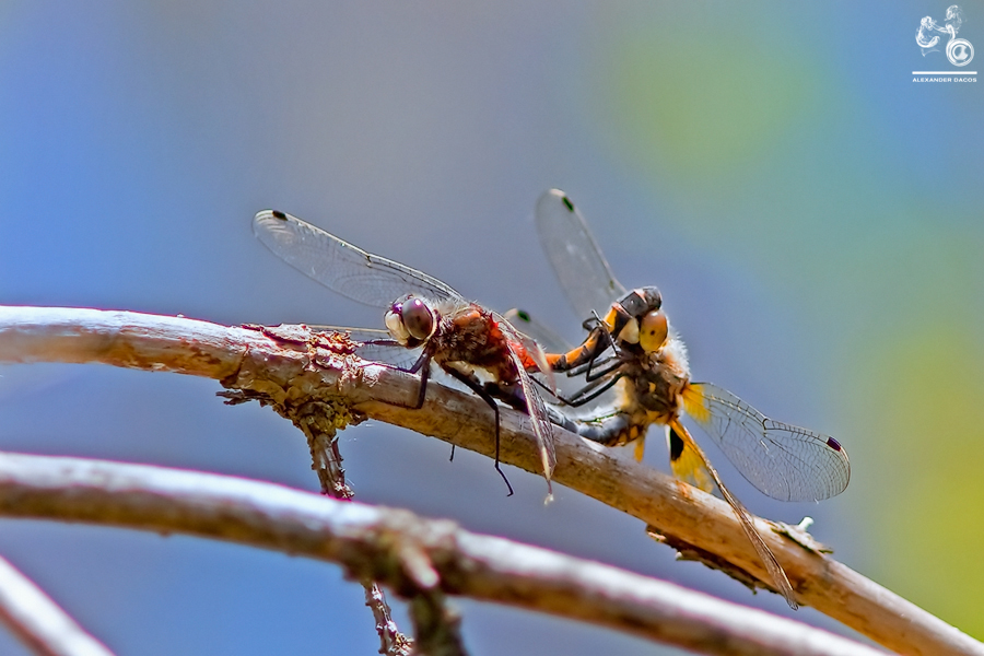 Libellen » Moosjungfern (Leucorrhinia)
