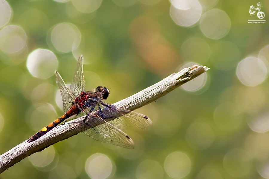 Libellen » Moosjungfern (Leucorrhinia)