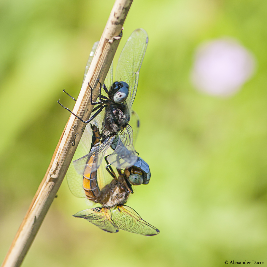Libellen » Blaupfeile