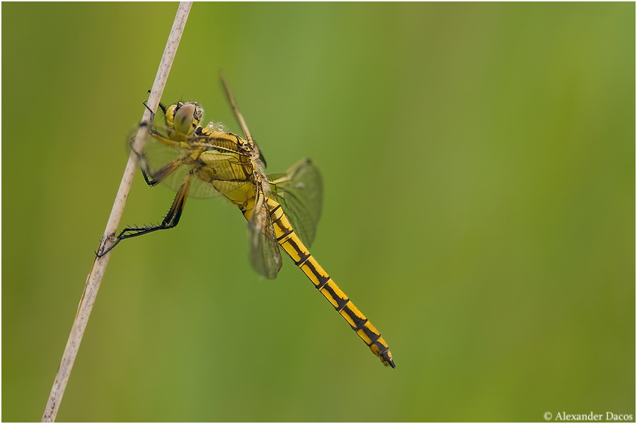 Libellen » Blaupfeile