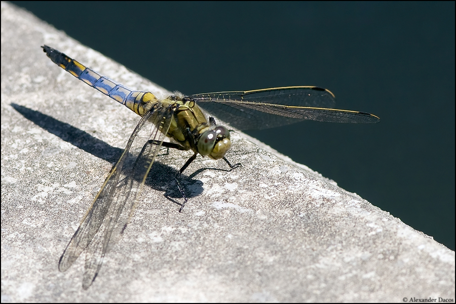 Libellen » Blaupfeile